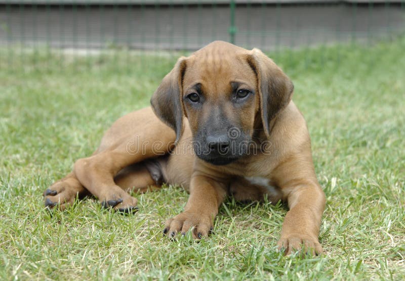 Rhodesian Ridgeback Male Puppy 6 Weeks Old Stock Photos - Free ...
