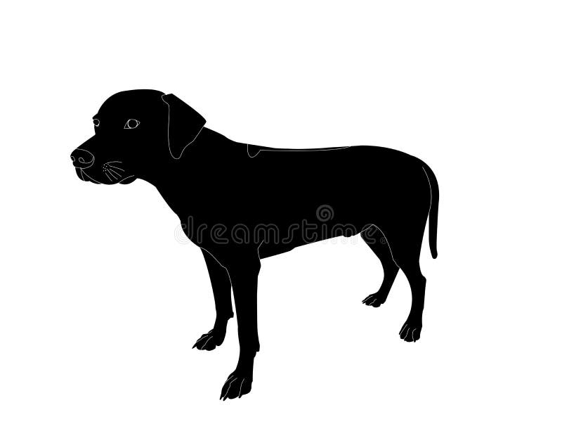 Rhodesian Ridgeback Male - Silhouette Stock Illustration - Illustration ...