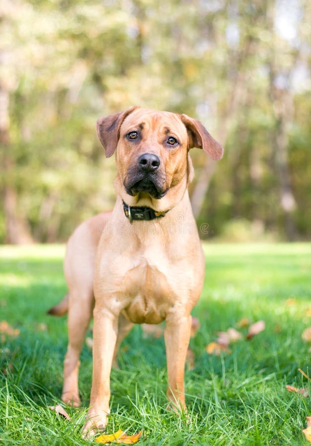 A Rhodesian Ridgeback Mixed Breed Dog Outdoors Stock Image - Image of ...