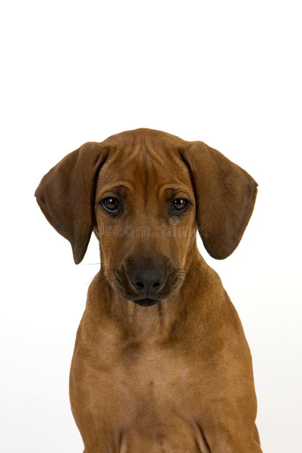 Rhodesian Ridgeback, 3 Months Old Pup Against White Background Stock ...