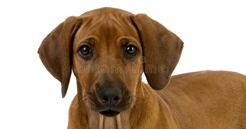 Rhodesian Ridgeback, 3 Months Old Pup Against White Background Stock ...