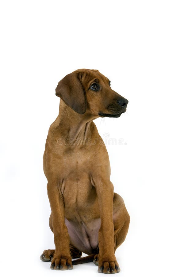 Rhodesian Ridgeback, 3 Months Old Puppy Sitting Against White ...