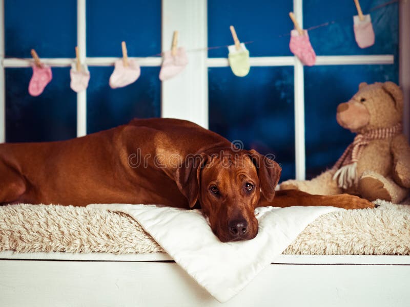 Rhodesian Ridgeback Mother on a Windowsill with Children Props Stock ...