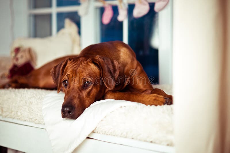 Rhodesian Ridgeback Mother on a Windowsill with Children Props Stock ...
