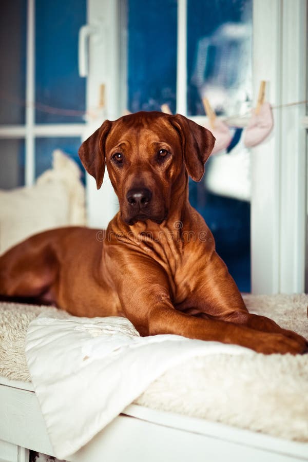 Rhodesian Ridgeback Mother on a Windowsill with Children Props Stock ...