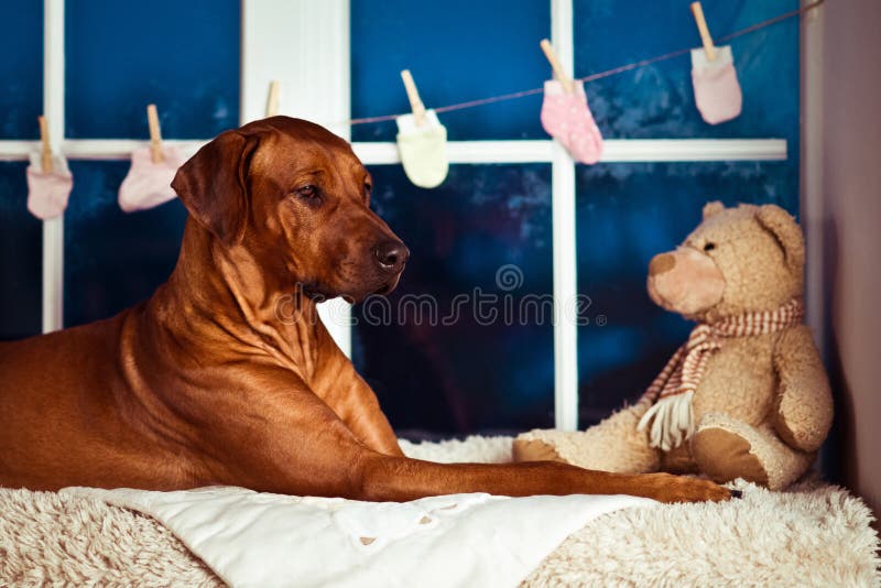 Rhodesian Ridgeback Mother on a Windowsill with Children Props Stock ...