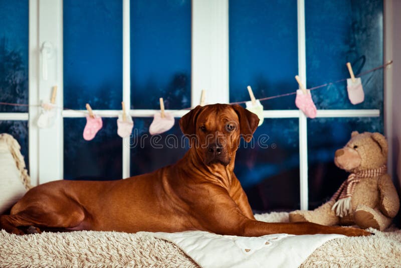 Rhodesian Ridgeback Mother on a Windowsill with Children Props Stock ...