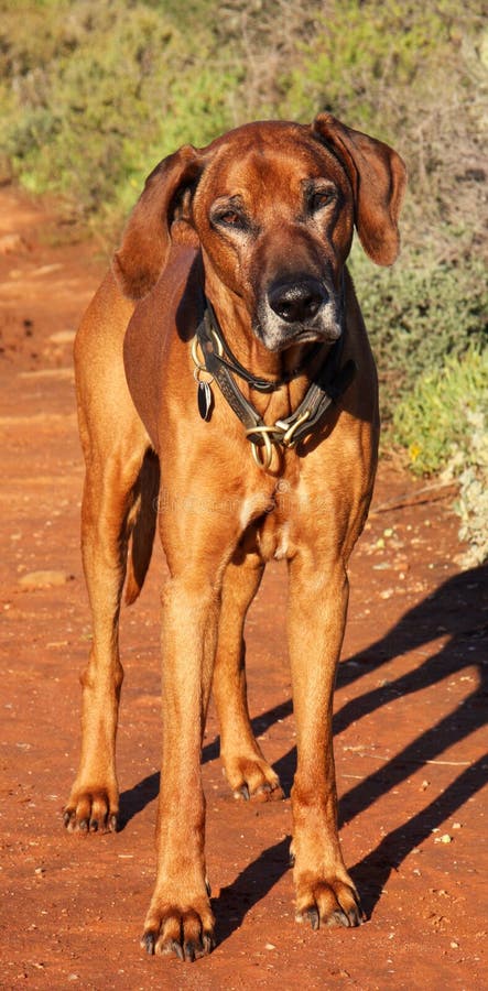 Rhodesian Ridgeback Old Male Stock Image - Image of front, male: 24841181