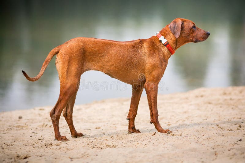 Rhodesian Ridgeback Outdoors Stock Image - Image of domestic, jolly ...