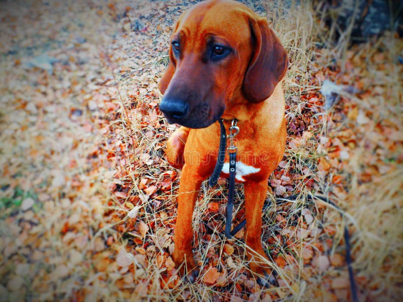 Rhodesian Ridgeback stock image. Image of animals, home - 67376163