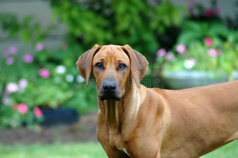 Rhodesian Ridgeback Pies Ubierał W Wianku Złoci Liście Obraz Stock ...