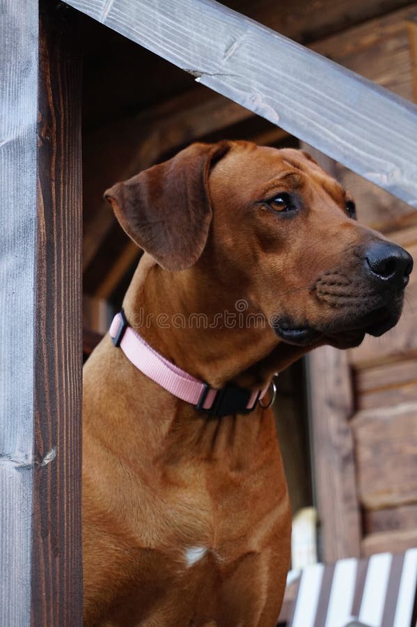 Rhodesian ridgeback stock image. Image of domestic, rhodesian - 77806499