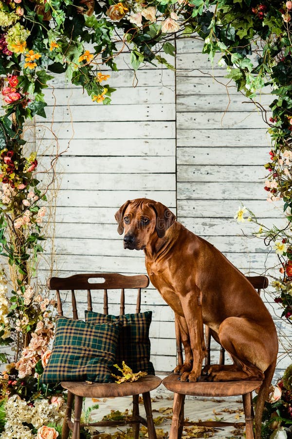 Rhodesian Ridgeback with a Plaid in Autumn Decorations Stock Photo ...