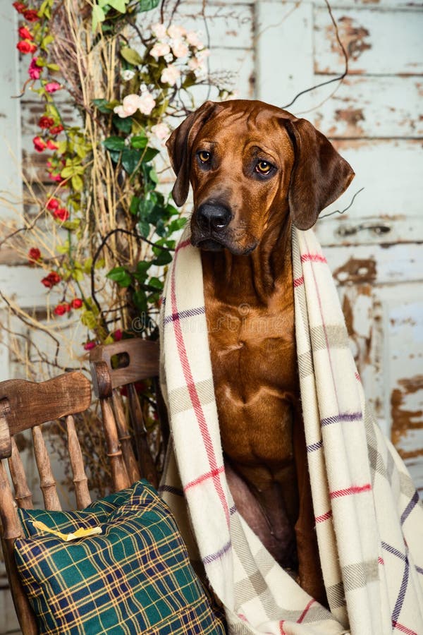 Rhodesian Ridgeback with a Plaid in Autumn Decorations Stock Image ...