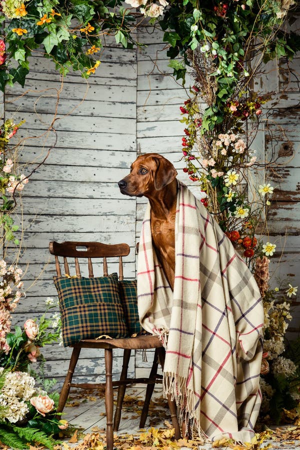Rhodesian Ridgeback with a Plaid in Autumn Decorations Stock Image ...
