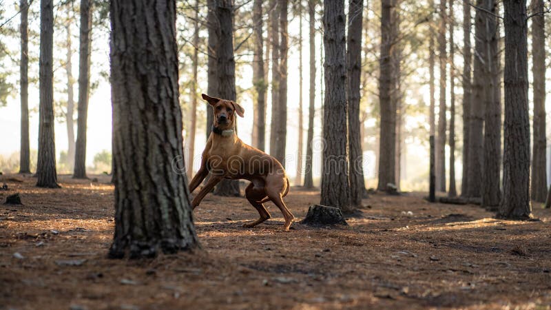 Rhodesian Ridgeback Playing in a Pine Forest with Sunlight Filtering ...