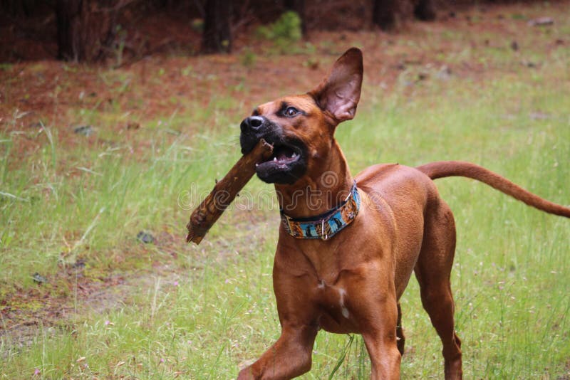 Rhodesian Ridgeback Playing with Stick Stock Photo - Image of leaping ...
