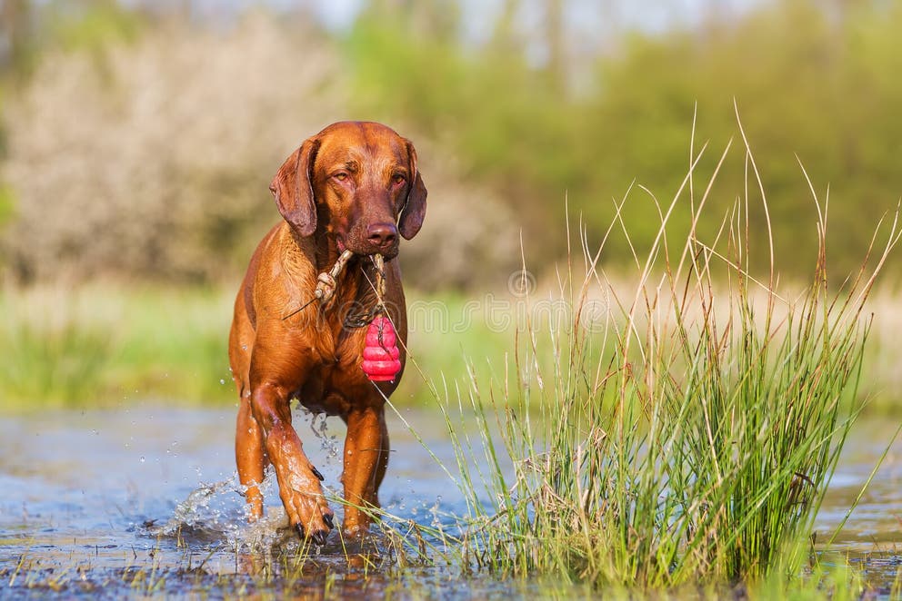 Rhodesian Ridgeback Playing with a Toy Stock Image - Image of portrait ...