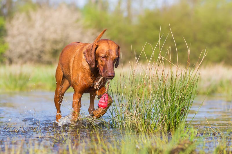 Rhodesian Ridgeback Playing with a Toy Stock Photo - Image of frontal ...