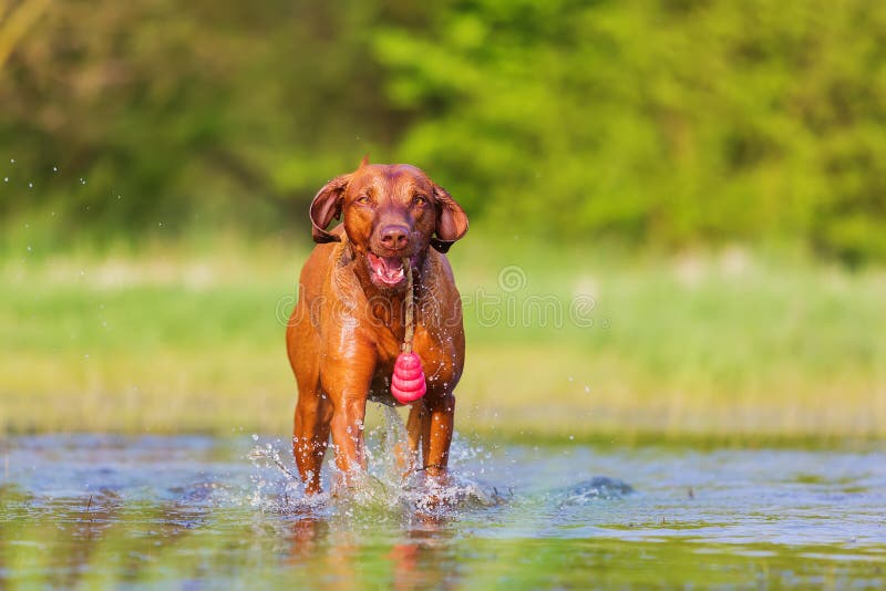 Rhodesian Ridgeback Playing with a Toy Stock Image - Image of portrait ...