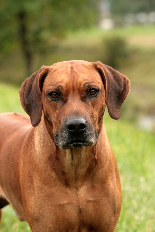 Cute Rhodesian Ridgeback stock photo. Image of attentive - 973850