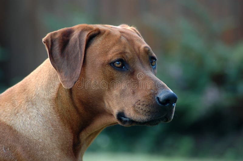 Rhodesian Ridgeback Portrait Stock Image - Image of friendly, national ...