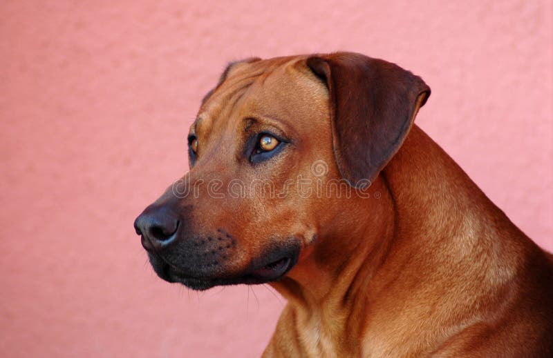 Rhodesian Ridgeback Female stock photo. Image of africa - 34569398