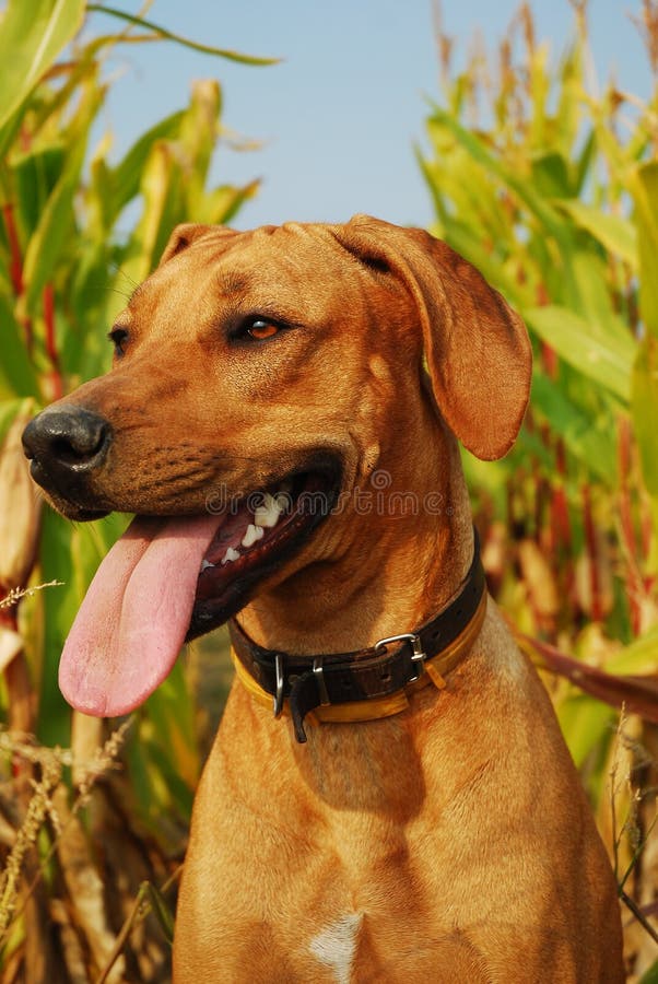 Young rhodesian ridgebacks stock image. Image of canines - 5553025