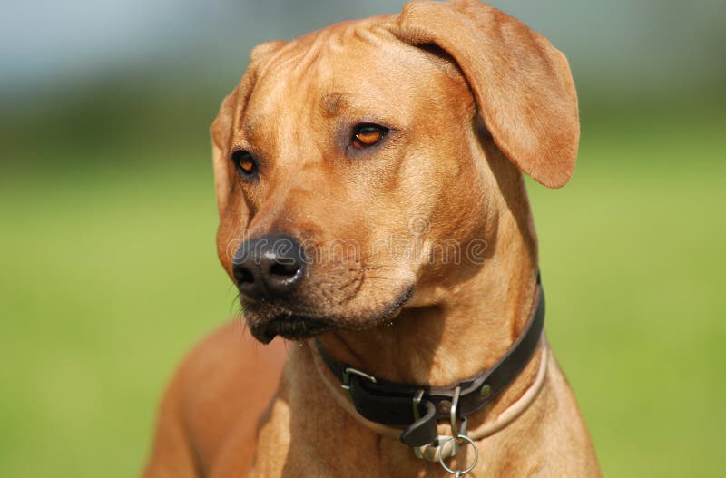 Cute Rhodesian Ridgeback stock photo. Image of attentive - 973850