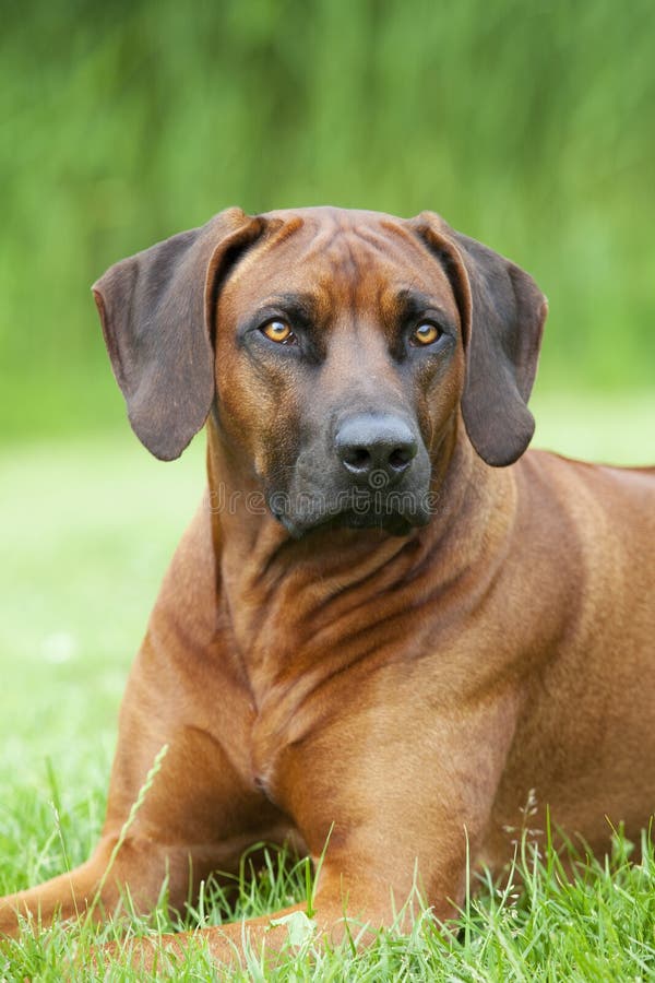 Rhodesian Ridgeback Portrait Stock Photo - Image of adorable, faces ...