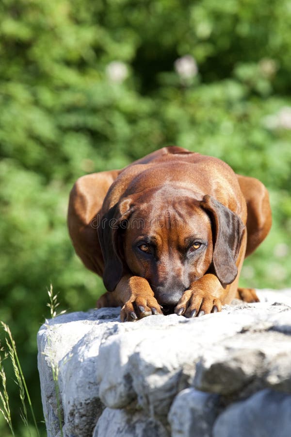 Rhodesian Ridgeback Portrait Stock Image - Image of cute, adorable ...
