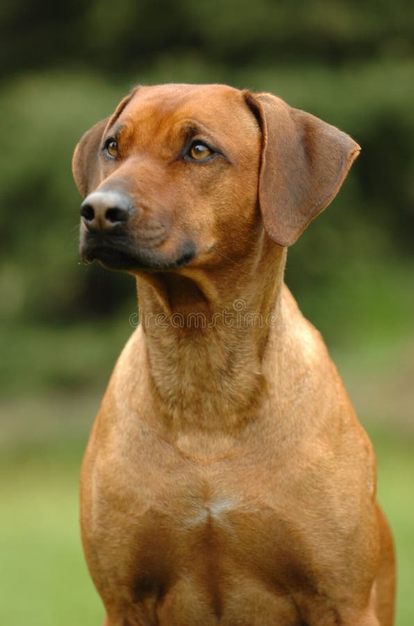 Portrait of Standard Smooth-haired Dachshund Stock Photo - Image of ...