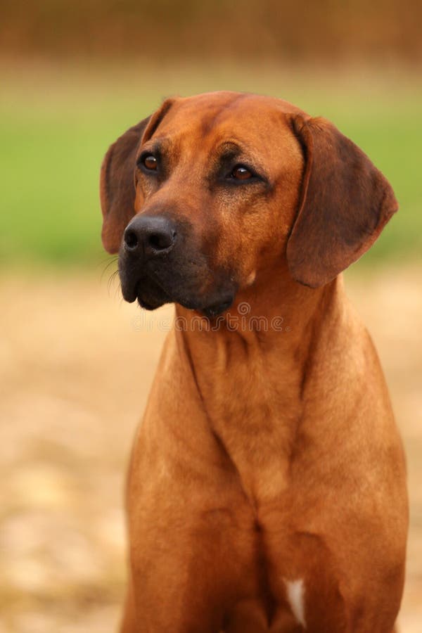 1,233,000+ Collar dog isolated rhodesian ridgeback Free Stock Photos ...
