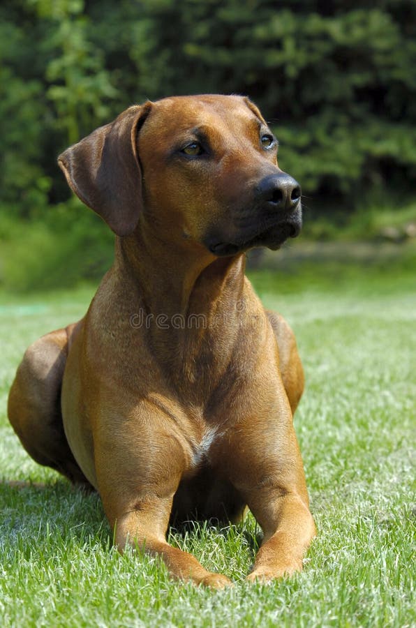 Rhodesian Ridgeback stock photo. Image of heads, elegant - 1082528