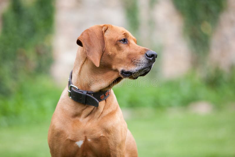 Rhodesian Ridgeback stock image. Image of rest, resting - 267989959