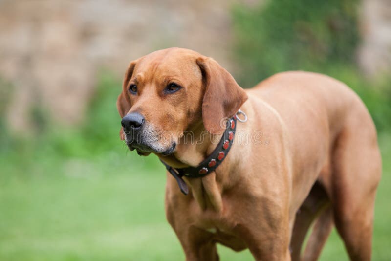 Rhodesian Ridgeback stock photo. Image of vigilant, small - 268830150