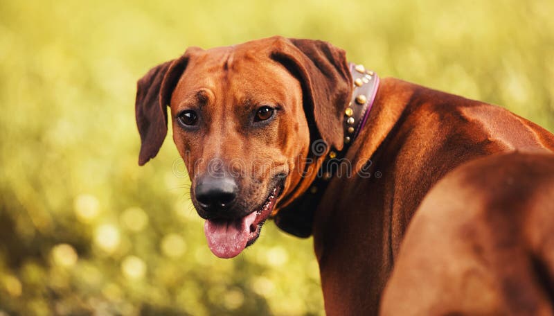Rhodesian Ridgeback Portrait in Autumn Stock Image - Image of domestic ...