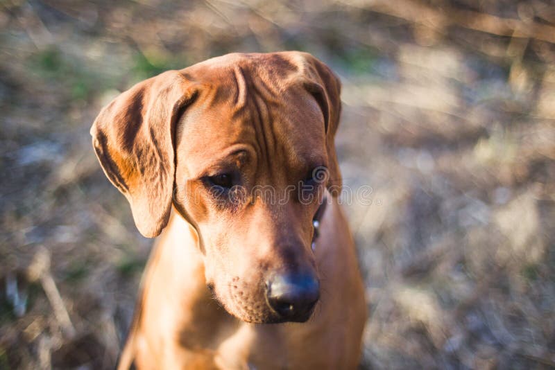 Rhodesian Ridgeback stock photo. Image of sits, portrait - 42722500