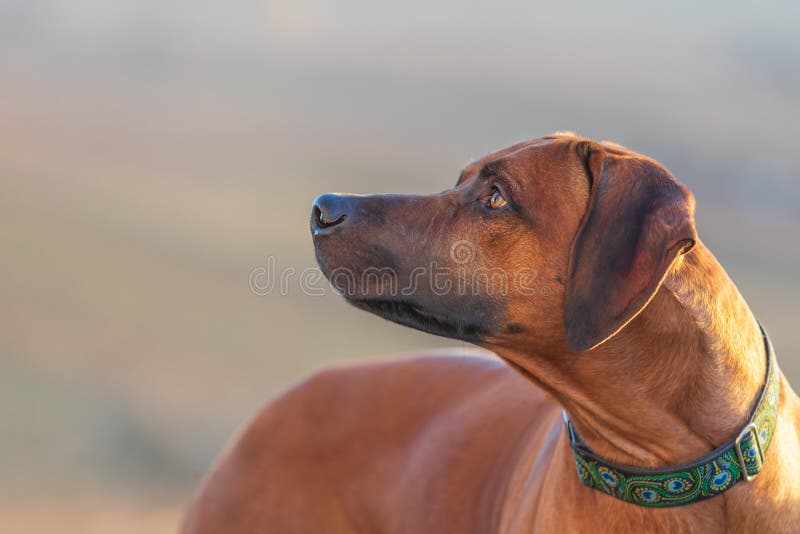 Rhodesian Ridgeback - Portrait of the Head of a Large Brown Dog from a ...