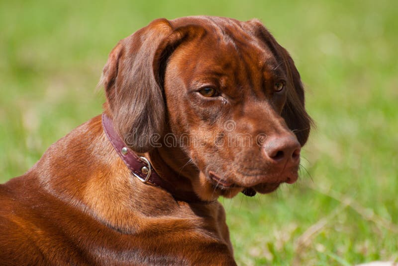 Rhodesian Ridgeback Standing Stock Photo - Image of back, domestic: 4640816