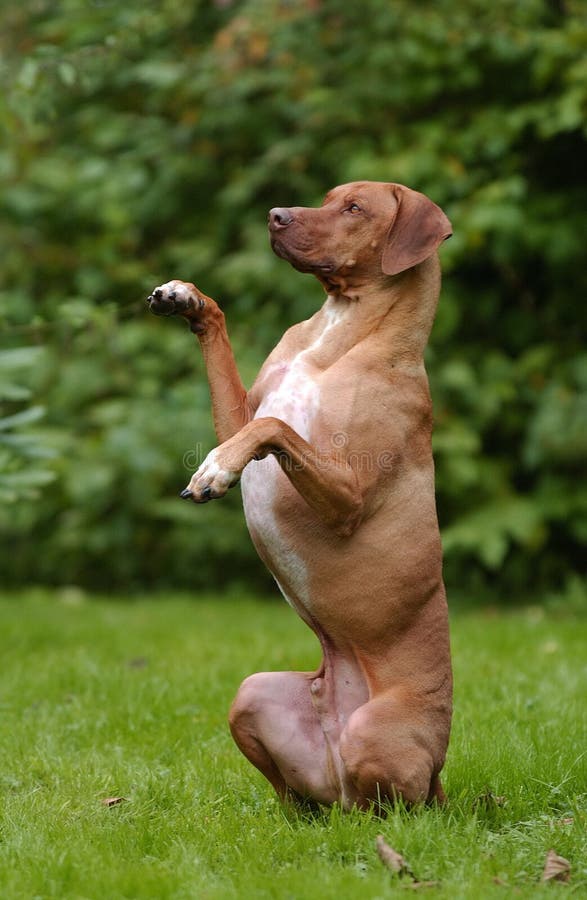 Rhodesian Ridgeback stock image. Image of white, africa - 32030965