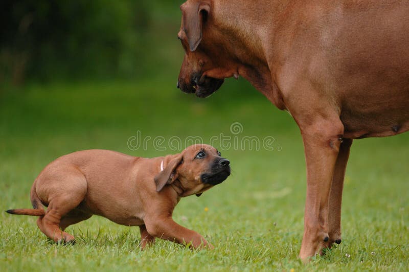 Rhodesian Ridgeback stock image. Image of puppies, rhodesian - 32030941