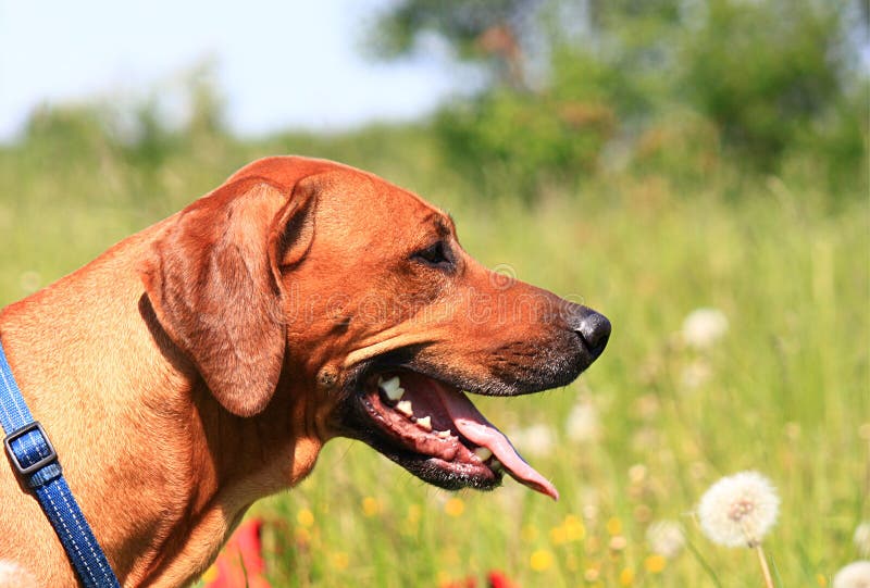 Rhodesian Ridgeback stock image. Image of flowers, tongue - 31859619
