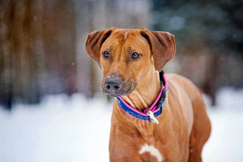 Rhodesian Ridgeback Portrait on Winter Background Stock Photo - Image ...