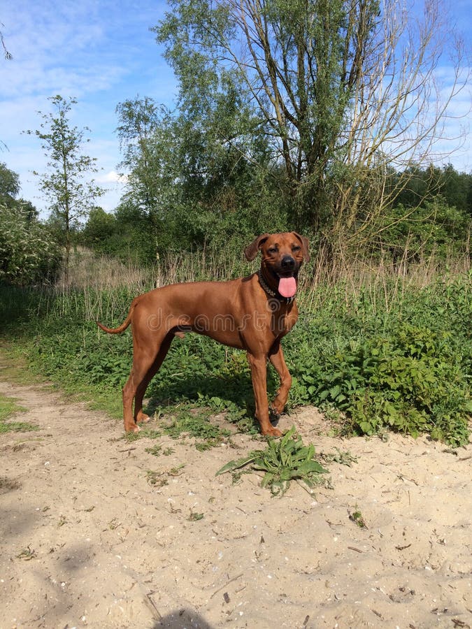 Rhodesian Ridgeback Posing Standing Still Stock Photo - Image of ...