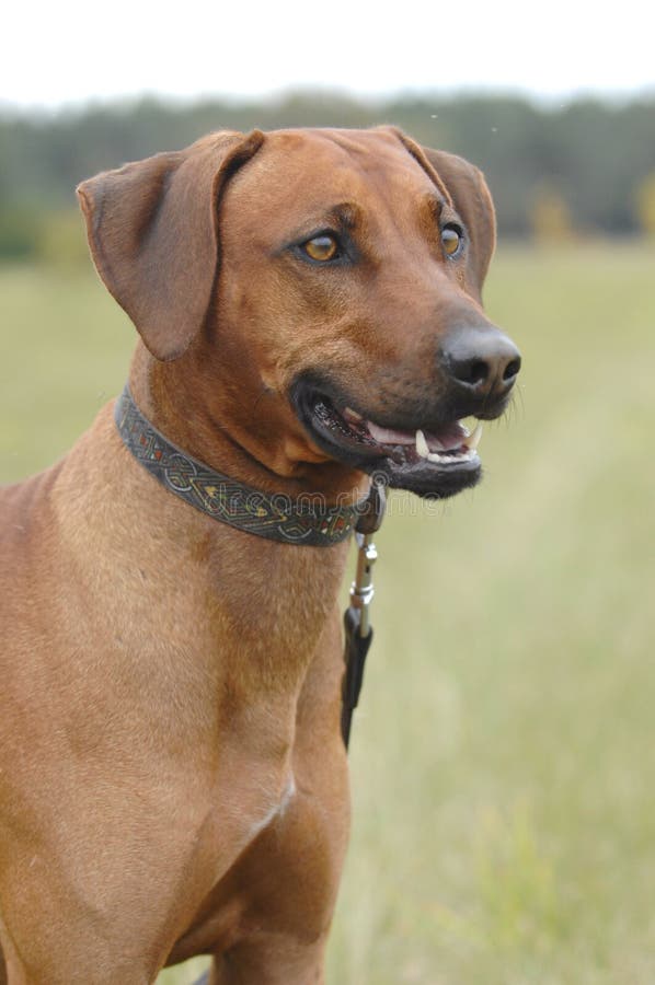 Rhodesian Ridgeback Profile Stock Image - Image of champion, portrait ...