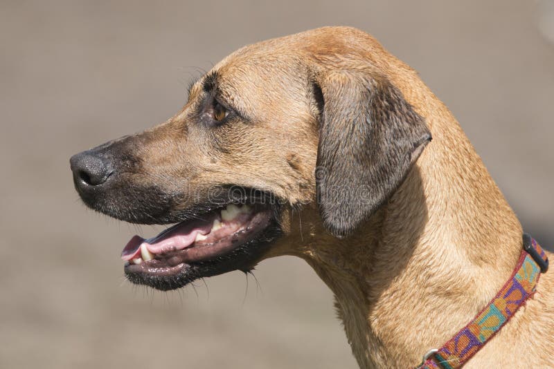 Rhodesian Ridgeback Profile Stock Photo - Image of florida, profile ...