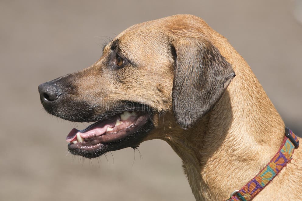 Rhodesian Ridgeback Profile Stock Photo - Image of florida, profile ...