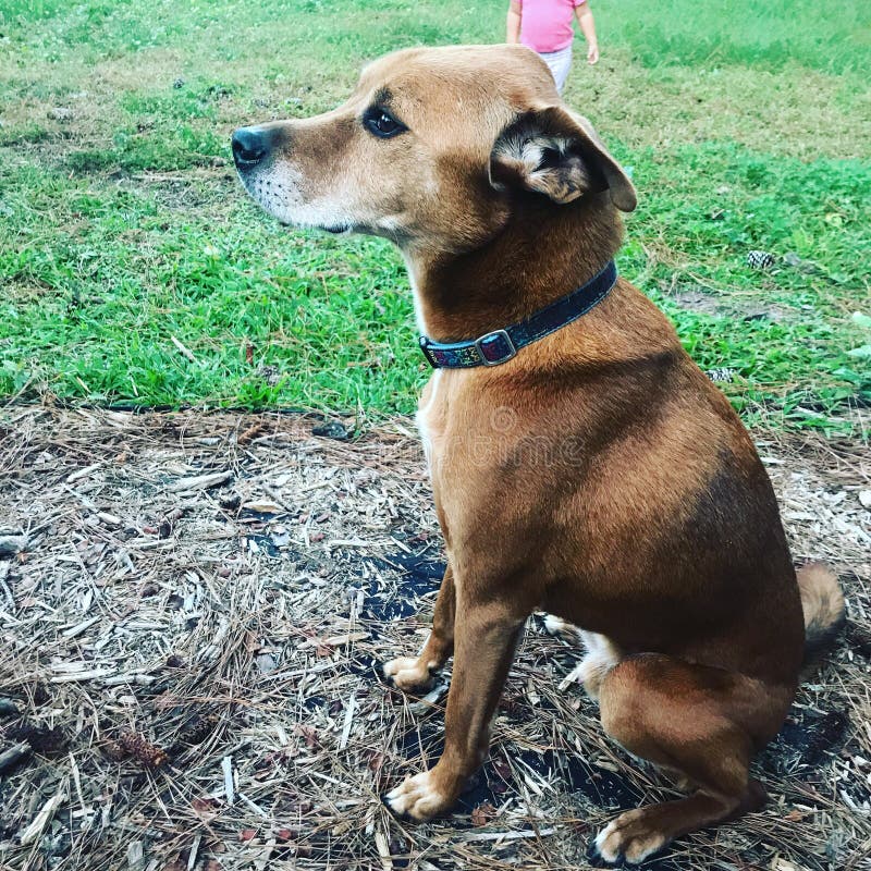 Rhodesian Ridgeback stock image. Image of profile, ridgeback - 104274651