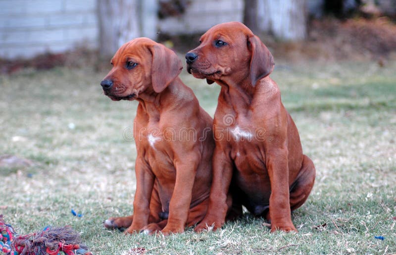 Rhodesian Ridgeback stock photo. Image of heads, elegant - 1082528